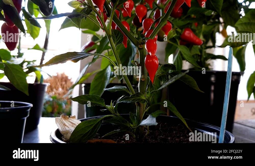 Chili pepper tree Stock Videos & Footage - HD and 4K Video Clips - Alamy