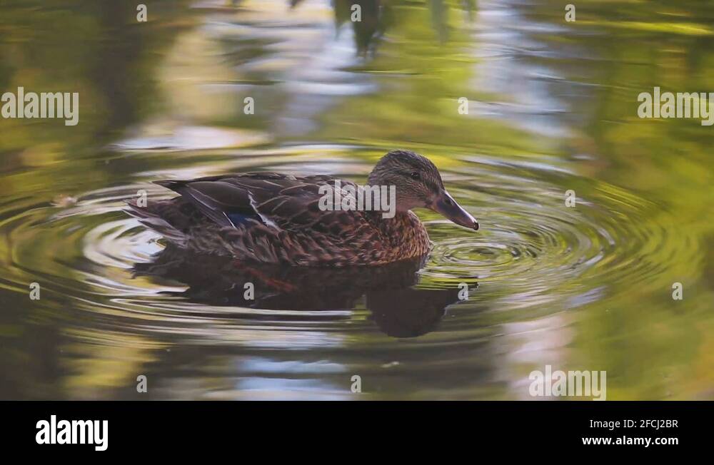 Female Duck Mallard Sitting In Water Stock Video Footage Alamy
