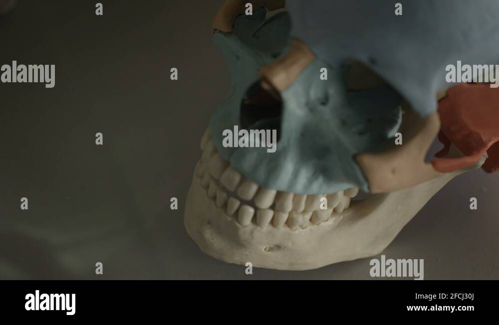 Skull and model Stock Videos & Footage - HD and 4K Video Clips - Alamy