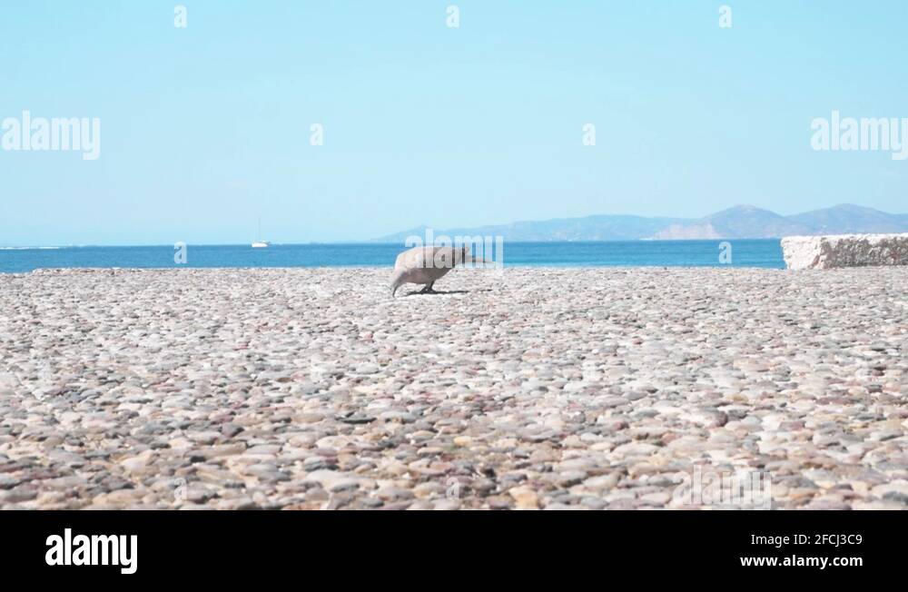 Fauna greece greek wildlife Stock Videos & Footage - HD and 4K Video ...