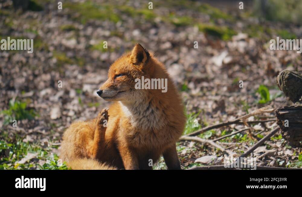 Canine fox red fox red fur wild dog wildlife hunting Stock Videos ...
