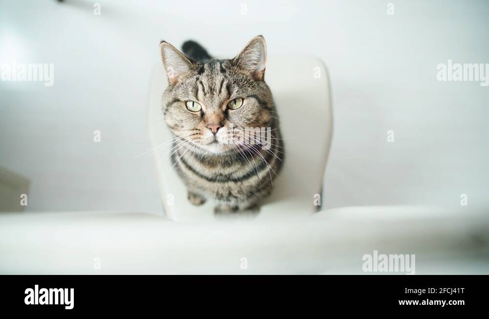 Cat wave Stock Videos & Footage - HD and 4K Video Clips - Alamy