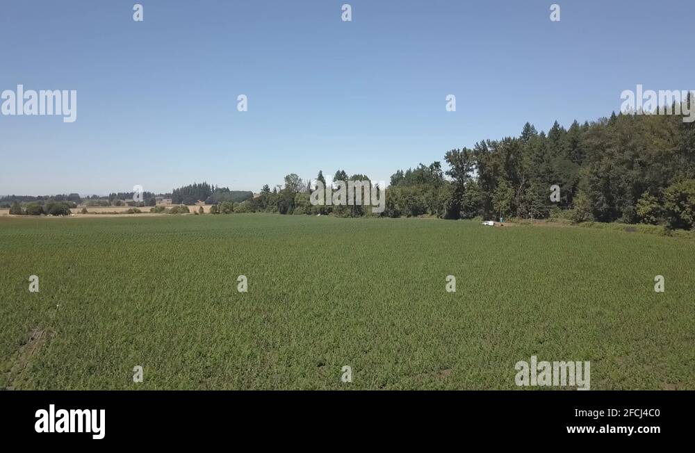 Industrial Hemp Field farmed in rows with multiple cultivars and ...