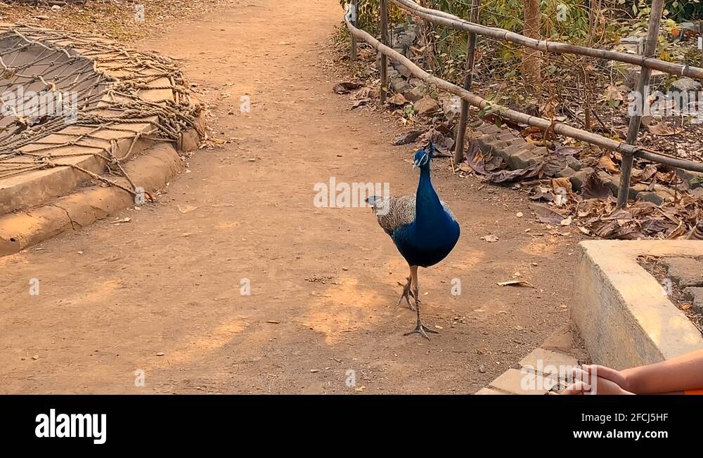 Friendly peacock Stock Videos & Footage - HD and 4K Video Clips - Alamy