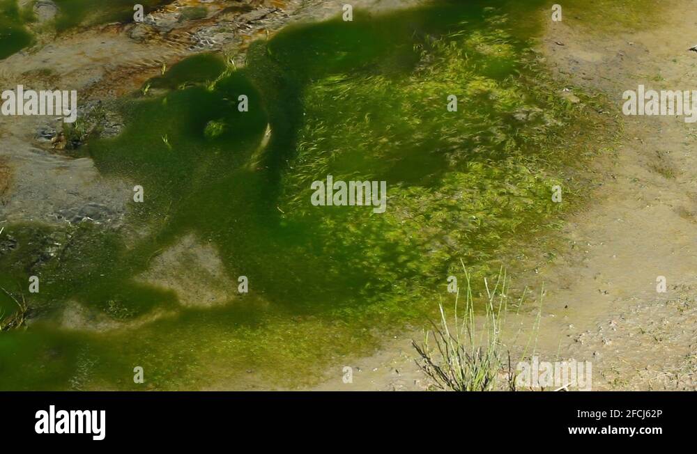 Spring water drying from heatwave Stock Video Footage - Alamy
