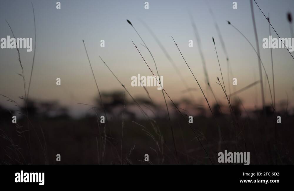 African savanna grass Stock Videos & Footage - HD and 4K Video Clips ...
