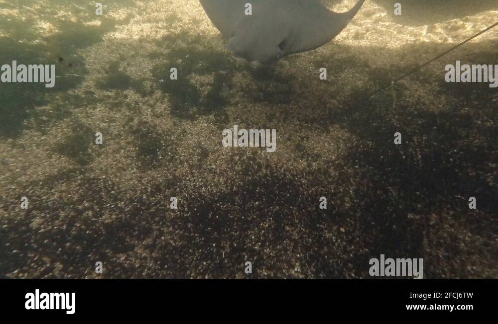 Under Water Footage of Sting Rays Swimming in a tank. 4K Stock Video ...