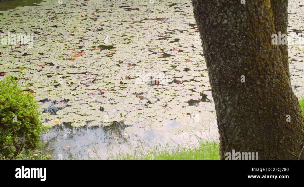 Round lily Stock Videos & Footage - HD and 4K Video Clips - Alamy