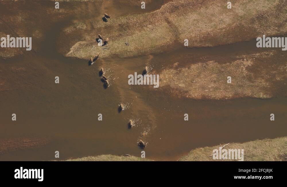 Buffalo crossing river Stock Videos & Footage - HD and 4K Video Clips ...