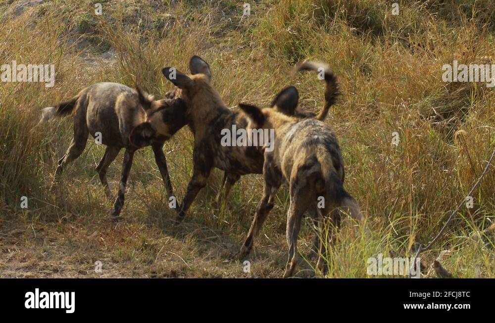 Neck biting Stock Videos & Footage - HD and 4K Video Clips - Alamy