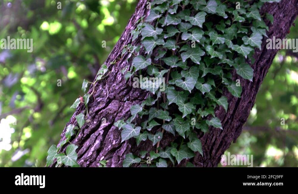 Hedera helix tree Stock Videos & Footage - HD and 4K Video Clips - Alamy