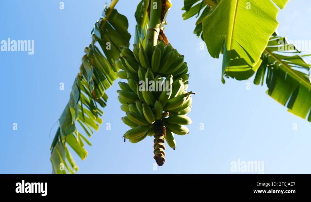 Banana finger Stock Videos & Footage - HD and 4K Video Clips - Alamy