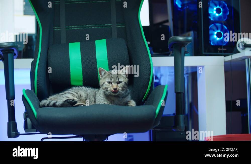 Cute baby cat jumps of gaming chair 4K Stock Video Footage - Alamy