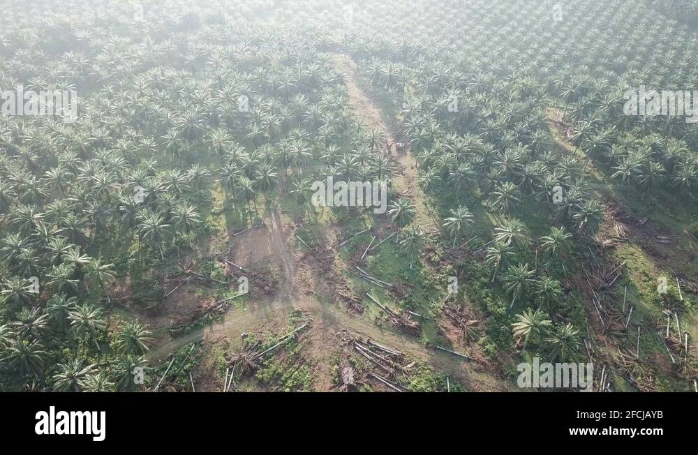 Sumatra plantation palm Stock Videos & Footage - HD and 4K Video Clips ...