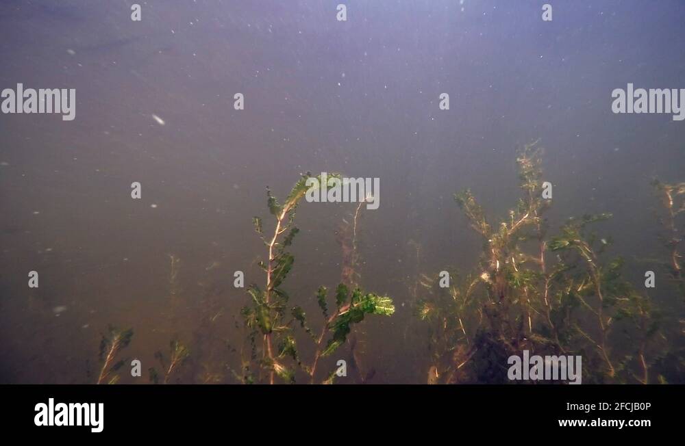 Algae floating in a lake Stock Videos & Footage - HD and 4K Video Clips ...
