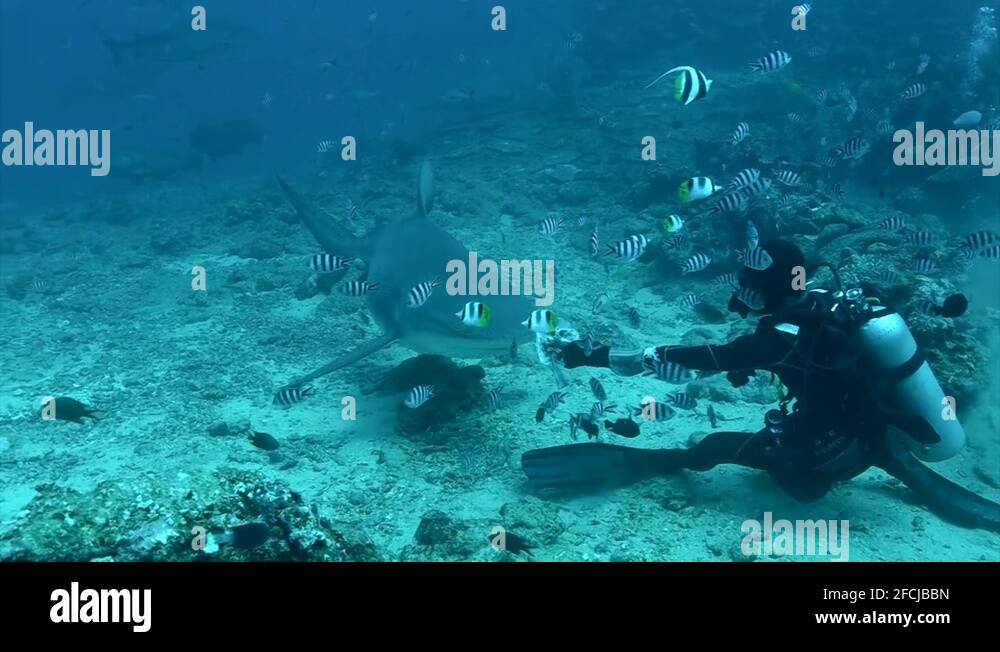 Tonga fish Stock Videos & Footage - HD and 4K Video Clips - Alamy