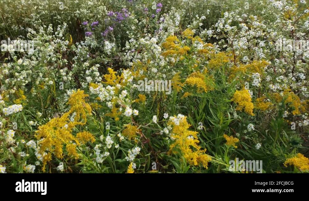 Types of colours Stock Videos & Footage - HD and 4K Video Clips - Alamy