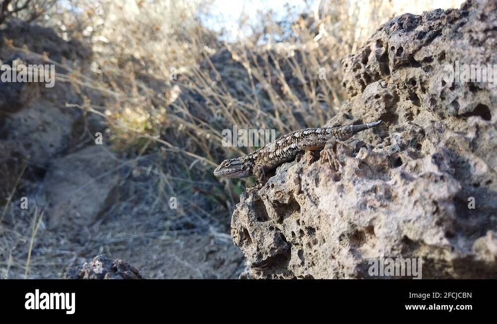 Relaxed lizard Stock Videos & Footage - HD and 4K Video Clips - Alamy