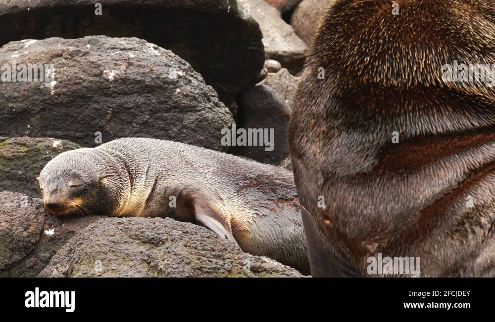 Animal seal Stock Videos & Footage - HD and 4K Video Clips - Alamy