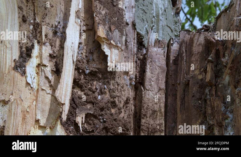 Trunking Stock Videos & Footage - HD and 4K Video Clips - Alamy