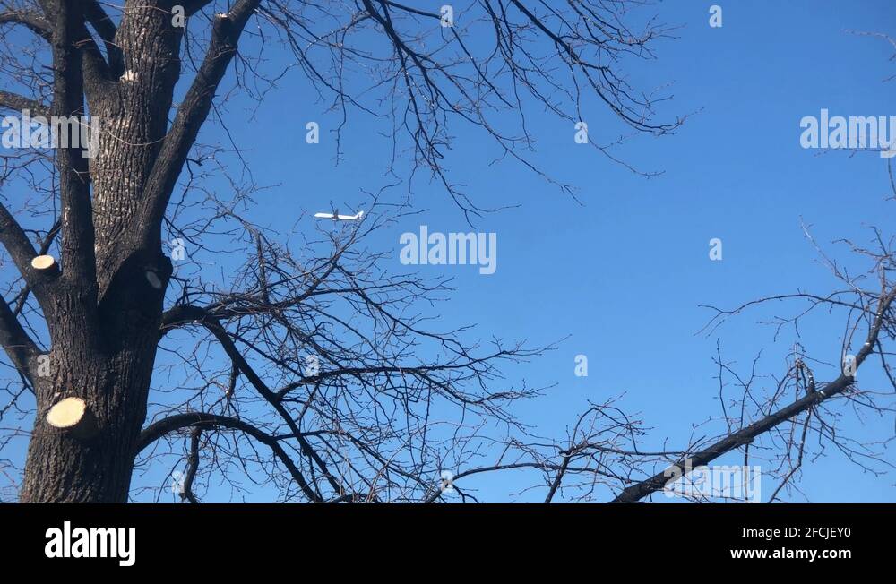 Footage of a jet taking off with a view through a tree with no leaves ...