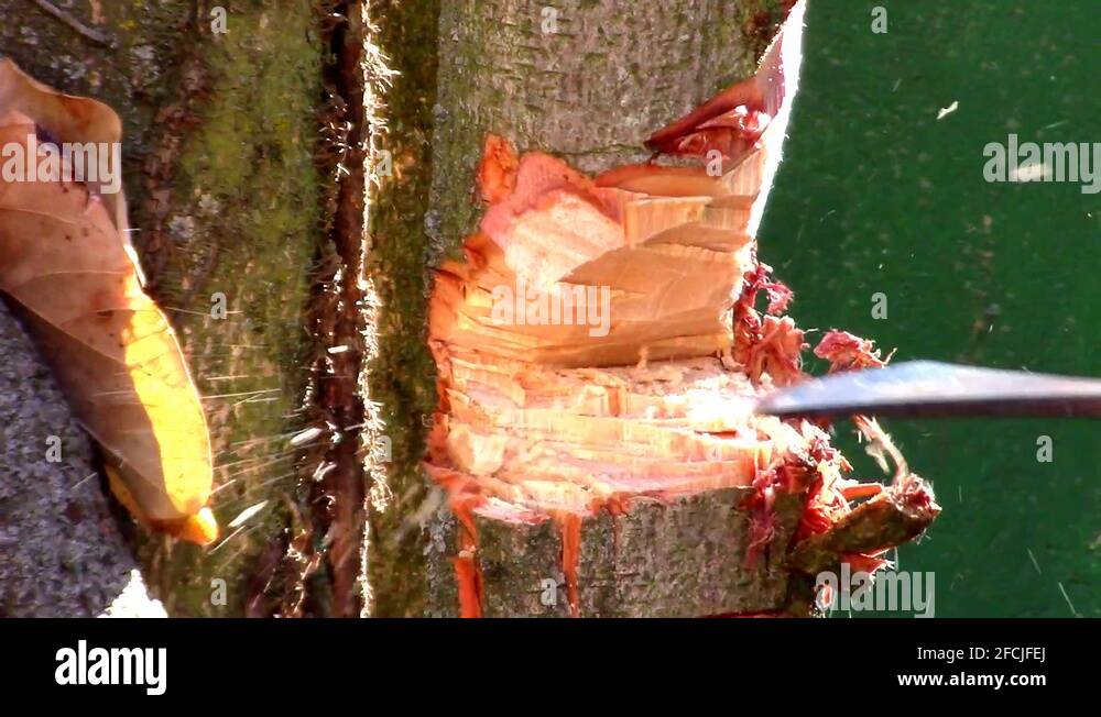 Choping tree Stock Videos & Footage - HD and 4K Video Clips - Alamy