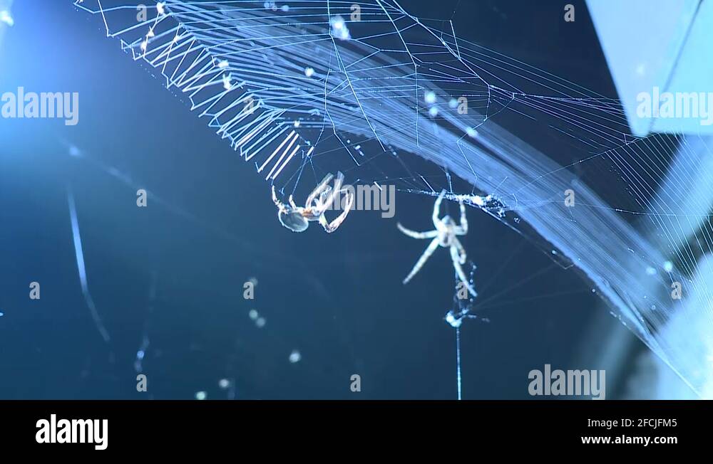 Night spiders Stock Videos & Footage - HD and 4K Video Clips - Alamy