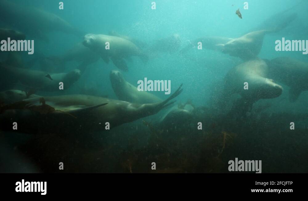 Flock of seals Stock Videos & Footage - HD and 4K Video Clips - Alamy