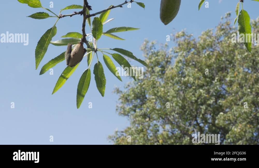 Copy leaves Stock Videos & Footage - HD and 4K Video Clips - Alamy