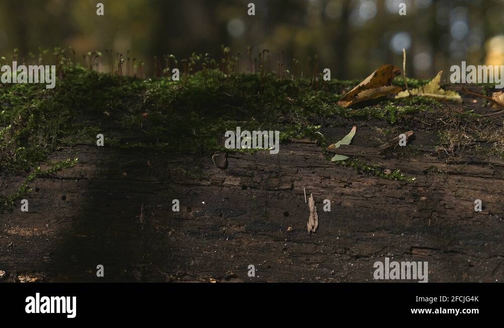 Fallen maple tree leaf Stock Videos & Footage - HD and 4K Video Clips ...