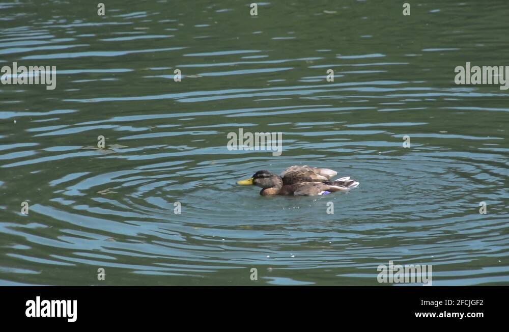 Mallard duck flap Stock Videos & Footage - HD and 4K Video Clips - Alamy