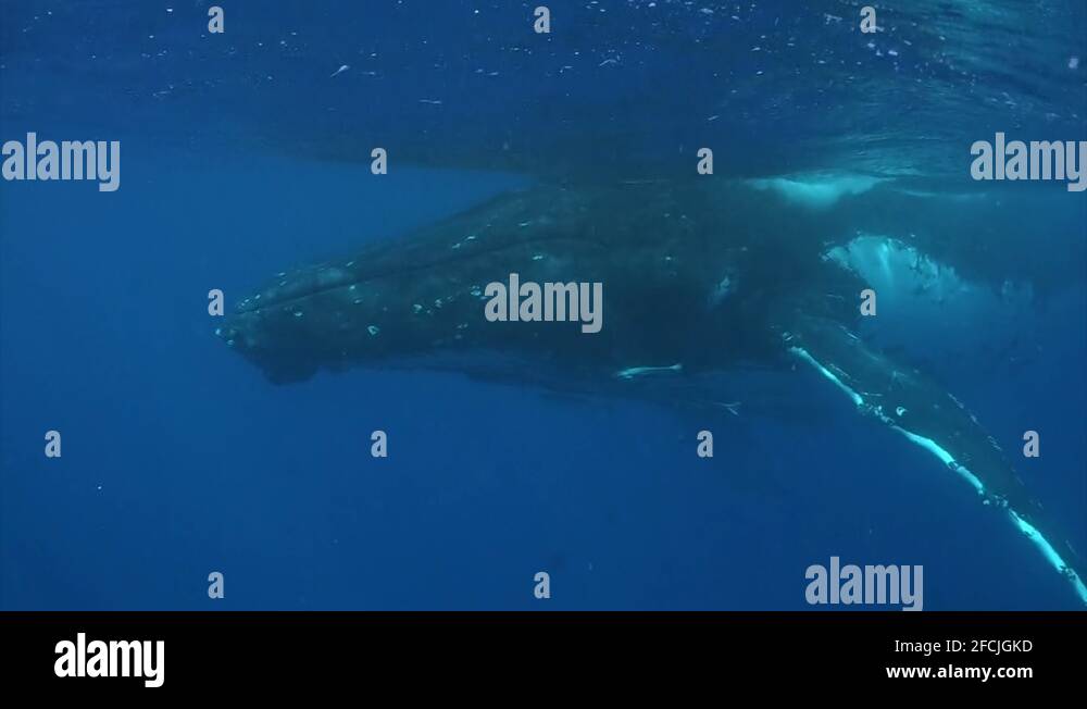 Young humpback whale calf with cow whale underwater in Pacific Ocean ...