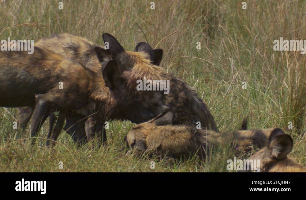 African wild dogs playing as they gang up on one member of the pack and ...