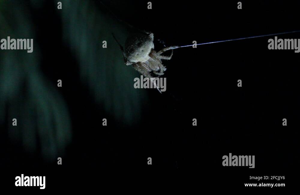 Spider web strand Stock Videos & Footage - HD and 4K Video Clips - Alamy