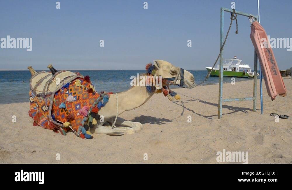 Camel sand beach Stock Videos & Footage - HD and 4K Video Clips - Alamy