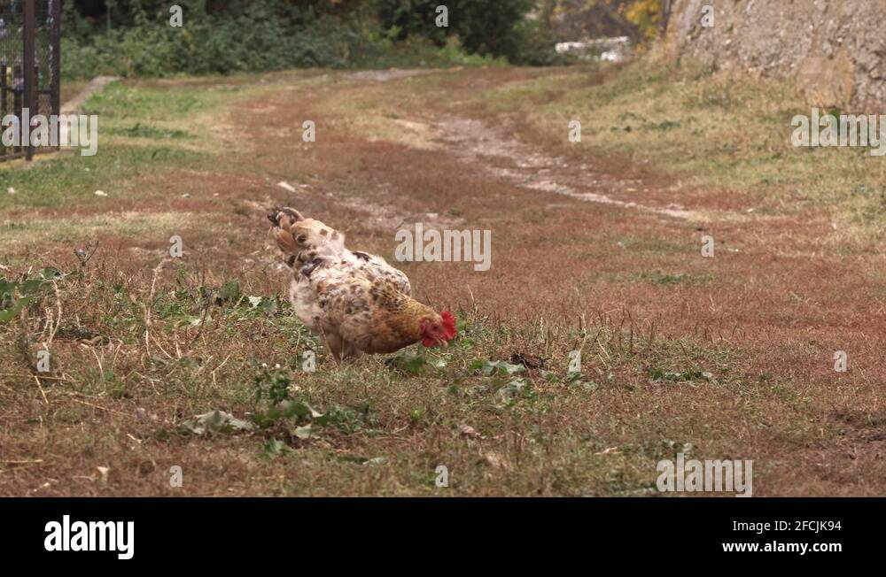 Chicken running free Stock Videos & Footage - HD and 4K Video Clips - Alamy