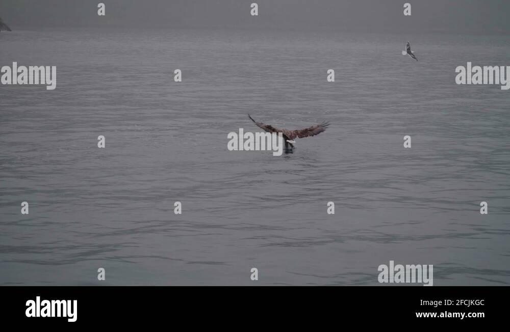 Eagle flying catching fish Stock Videos & Footage - HD and 4K Video ...
