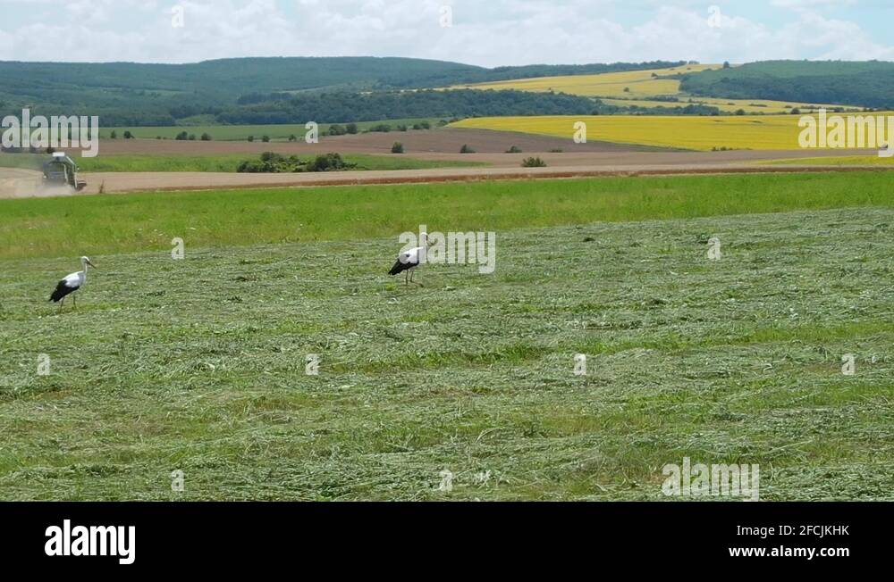 Dreamy field Stock Videos & Footage - HD and 4K Video Clips - Alamy
