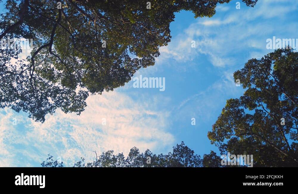 Treetops and blue sky with clouds, low angle, spinning motion 360 Stock ...