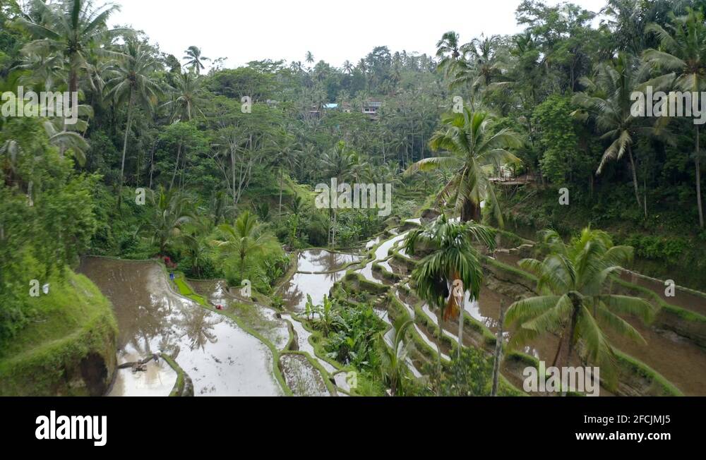 Monsoon flooding rice Stock Videos & Footage - HD and 4K Video Clips ...