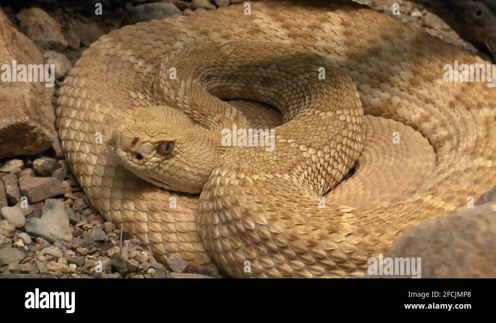 Close up eye rattlesnake Stock Videos & Footage - HD and 4K Video Clips ...