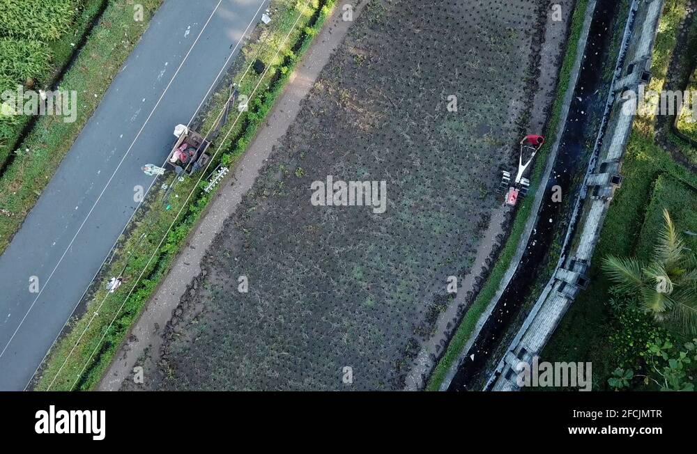 AERIAL 4K Downward Shot of Man Operating Rice Tractor In Indonesia Rice ...