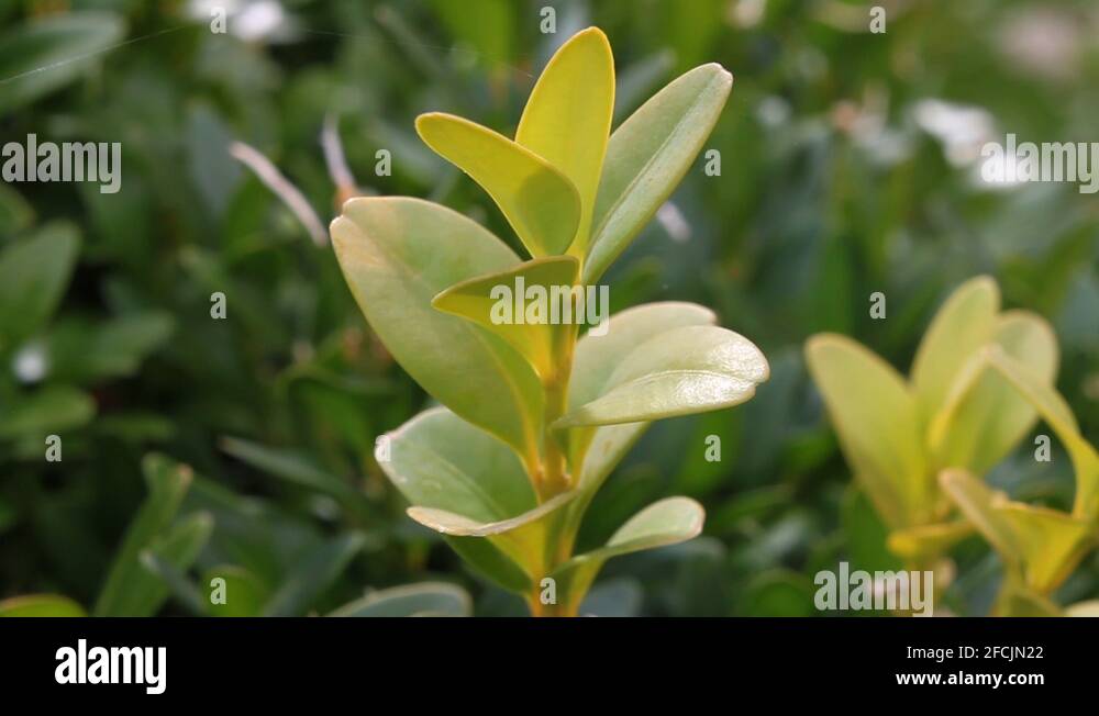Shrub branch Stock Videos & Footage - HD and 4K Video Clips - Alamy