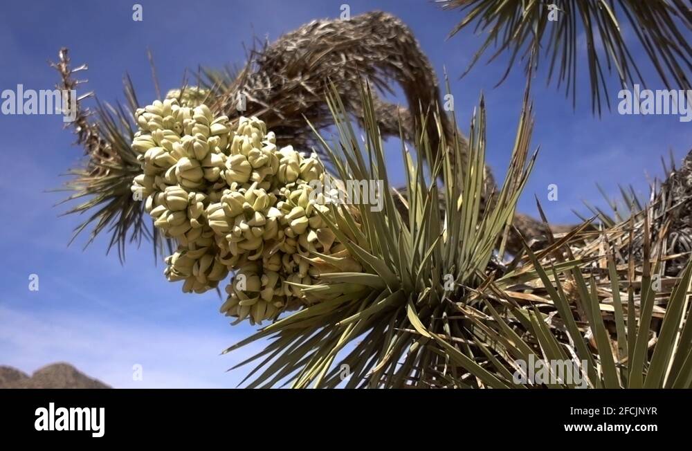 Blooms on joshua tree Stock Videos & Footage - HD and 4K Video Clips ...