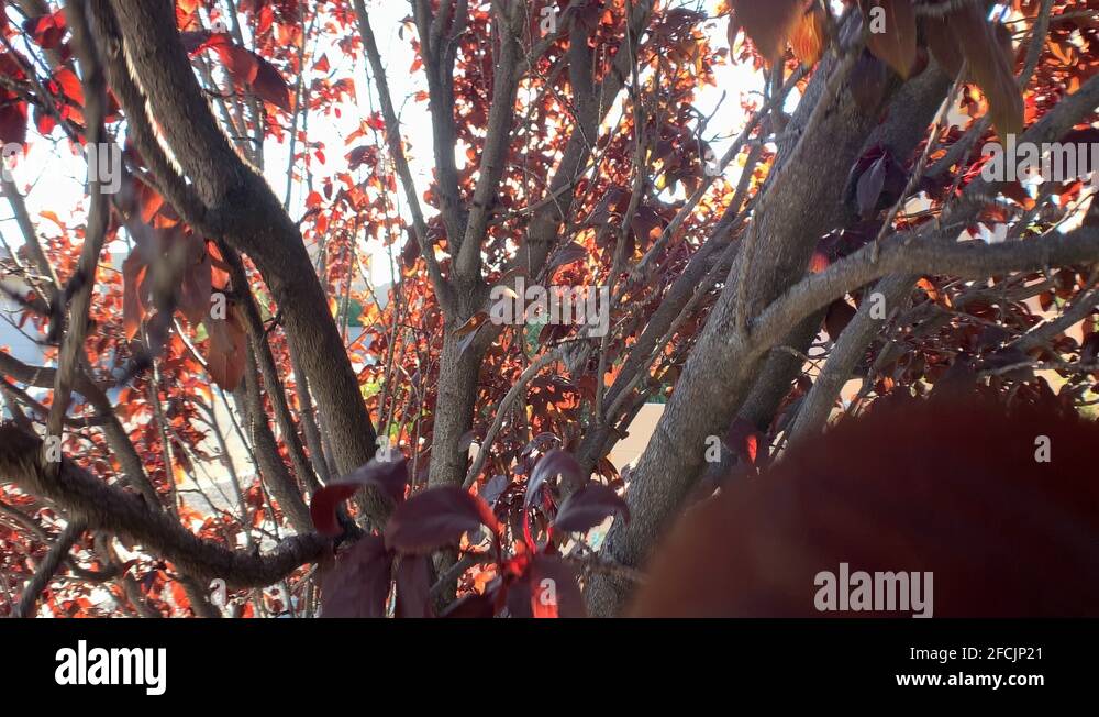 Pan out of tree Stock Videos & Footage - HD and 4K Video Clips - Alamy