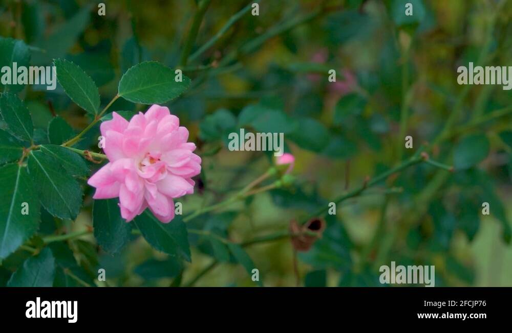 Single flower photography Stock Videos & Footage - HD and 4K Video ...