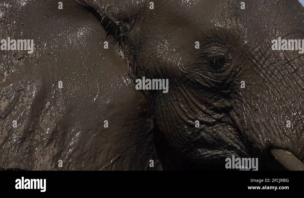 Splashing in the mud Stock Videos & Footage - HD and 4K Video Clips - Alamy