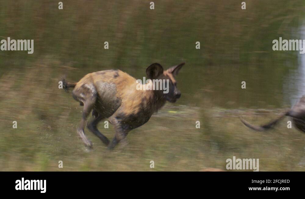 Dogs chasing each other Stock Videos & Footage - HD and 4K Video Clips ...