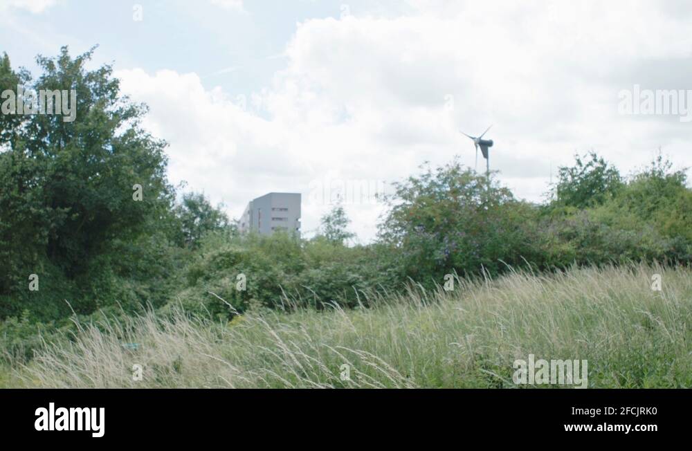 Beautiful fan weed Stock Videos & Footage - HD and 4K Video Clips - Alamy