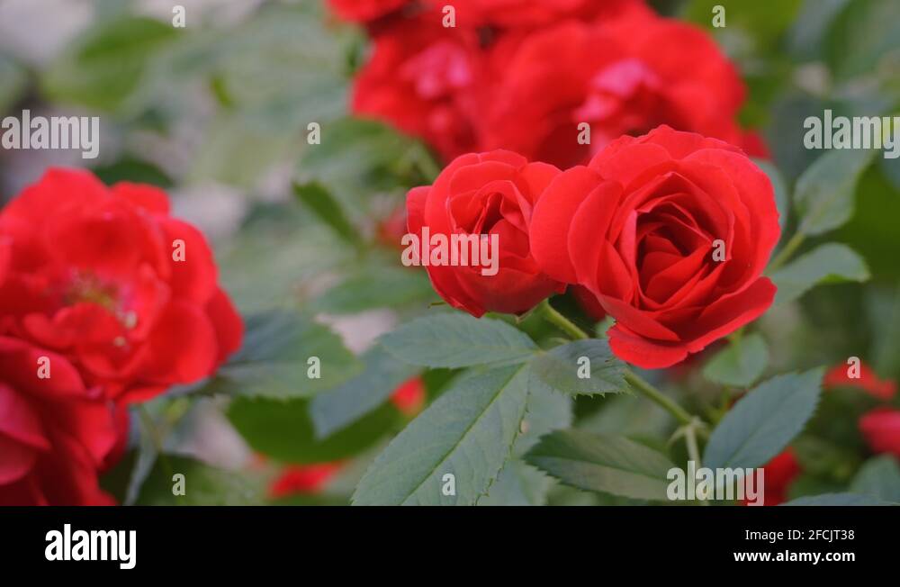 Red rambler rose Stock Videos & Footage - HD and 4K Video Clips - Alamy